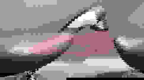 Ed Gray Ruddy Duck Drake Auction