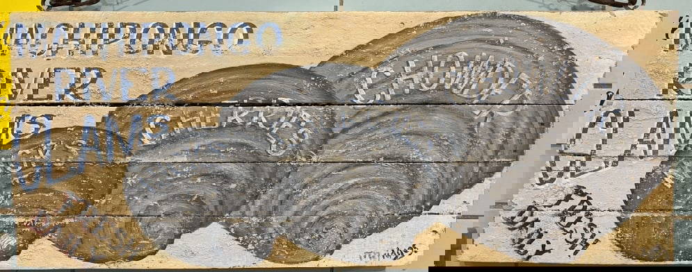 "machipongo River Clams" Wooden Sign Auction