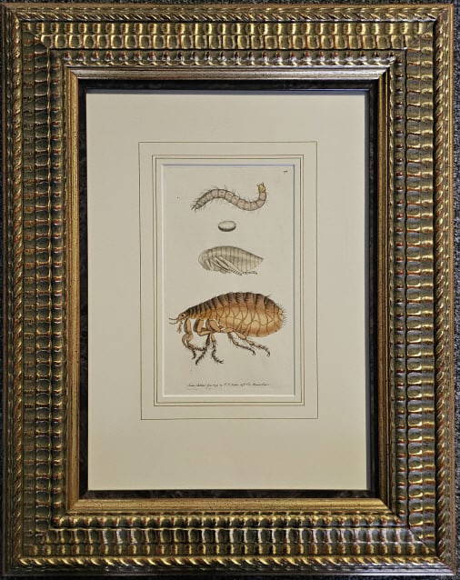 The Human Flea Zooligical Engraving Artist: George Shaw & Fredrick ...
