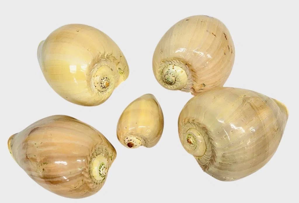 Five Large Crowned Volute Natural Seashells Auction