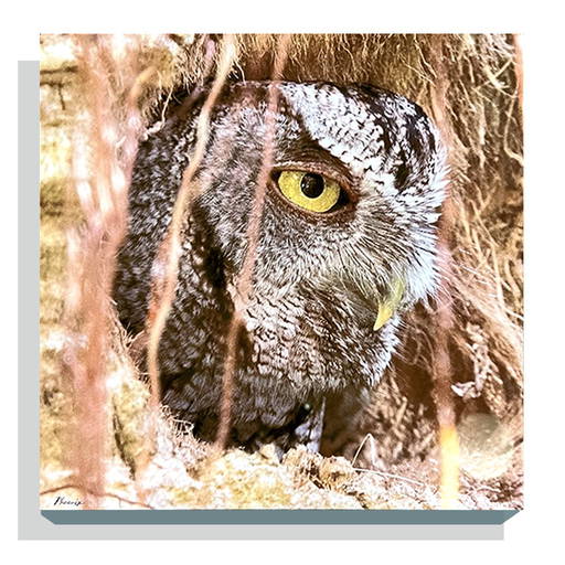 Phoenix SpiritDiva / Screech Owl (#0189) on Feb 26, 2023 | Wilton Art ...