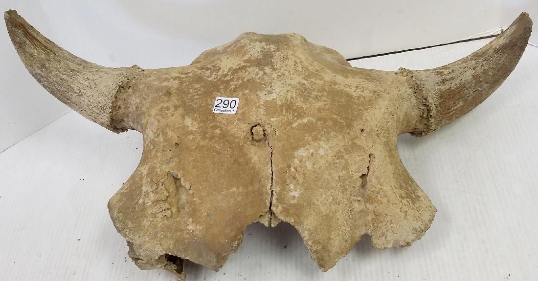 Partial ancient bison skull- healed wound- 24" horn