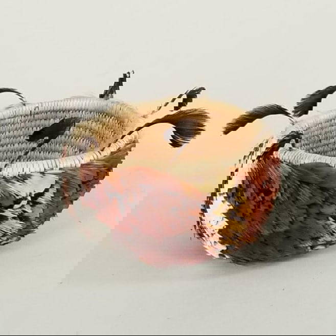 Native American Pomo Feather Basket W/ Pheasant & Quail Feathers- Round ...