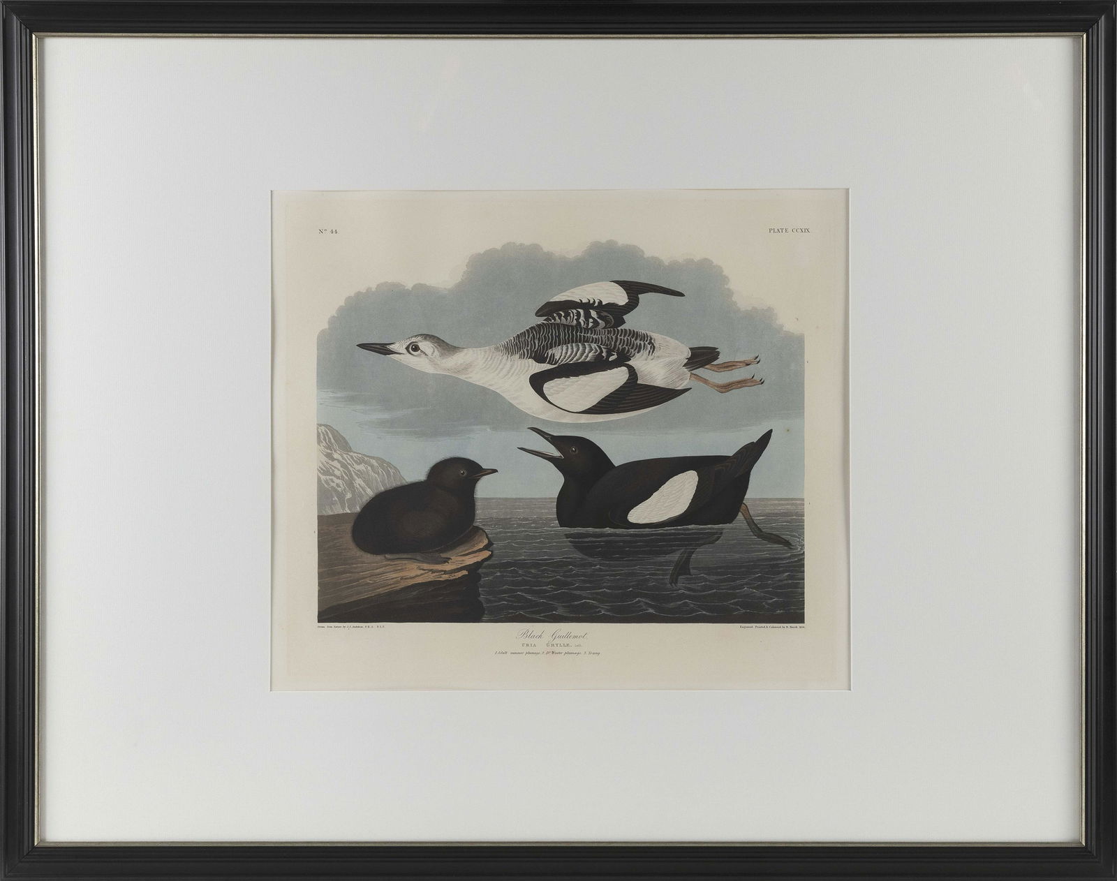 After John James Laforest Audubon (new York/france, 1785 1851), “black ...