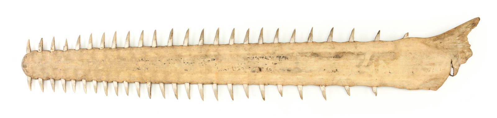 Saw Fish Bill 19th Century Length 39î.