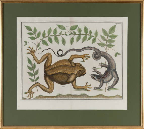 Albertus Seba (germany/the Netherlands, 1665 1736), Frog And Lizard.