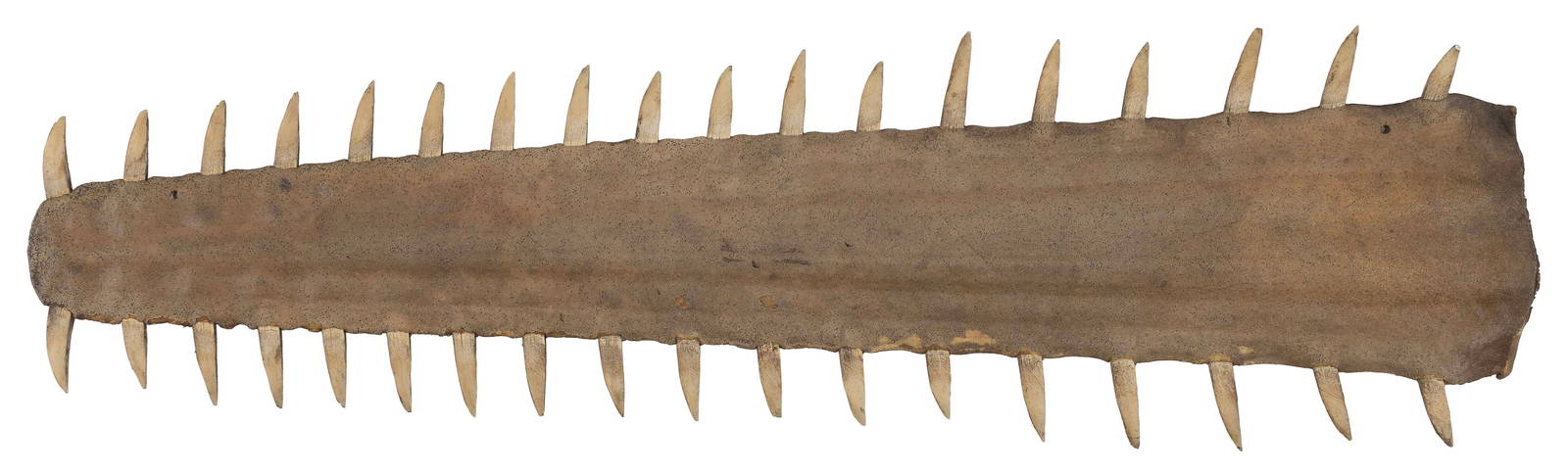 Sawfish Bill Late 19th/early 20th Century Length 24.25". Width Approx ...