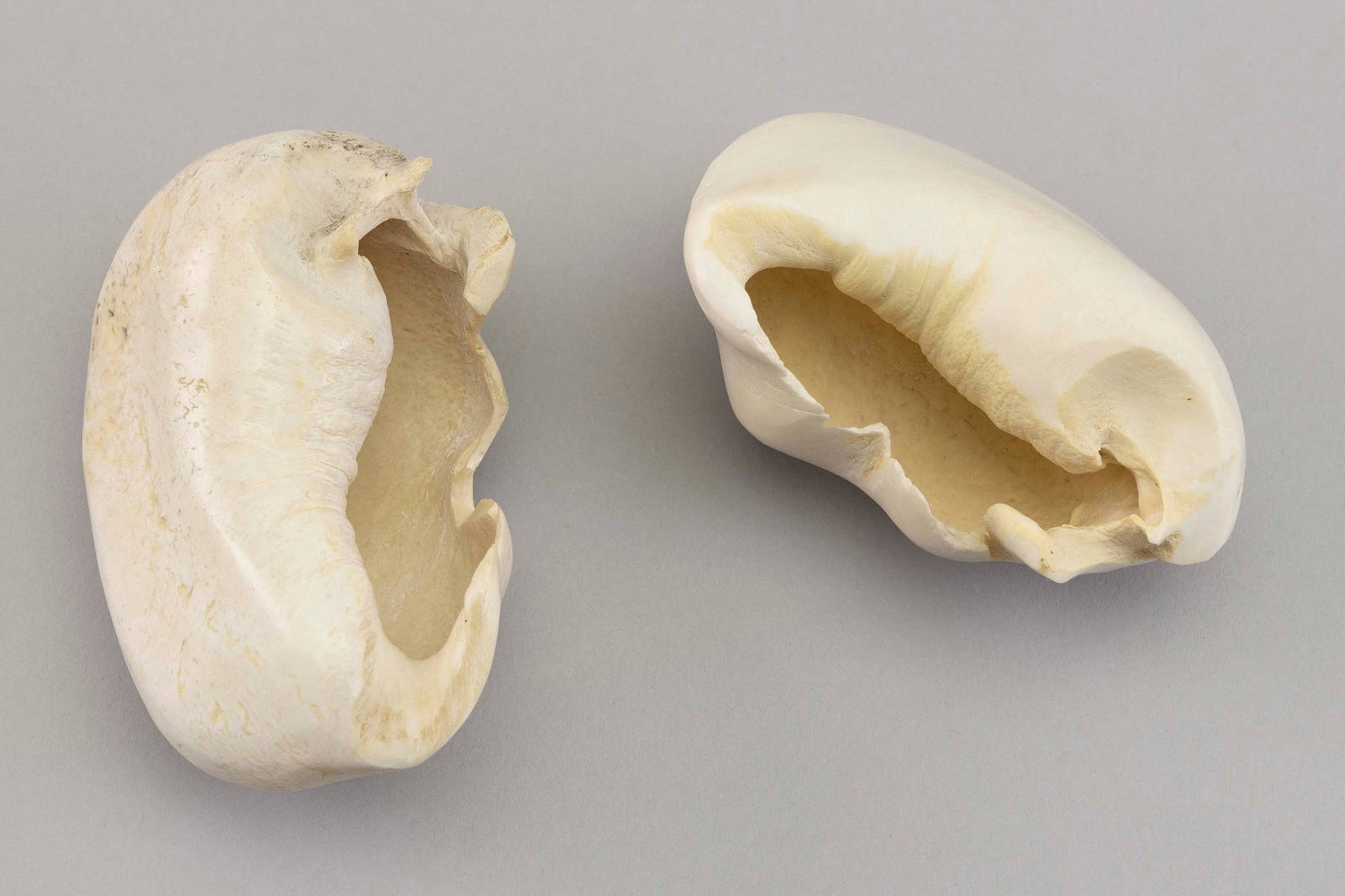 * Two Whale's Ear Bones Lengths Approx. 3.5". Auction