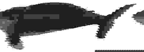 Roger Mitchell Carved Wooden Humpback Whale Plaque Kingston ...