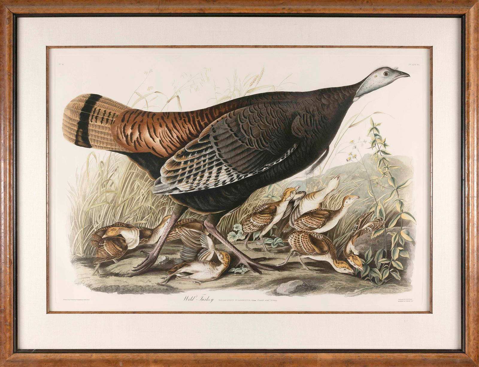 John James Laforest Audubon (new York/france, 1785-1851), "wild Turkey ...