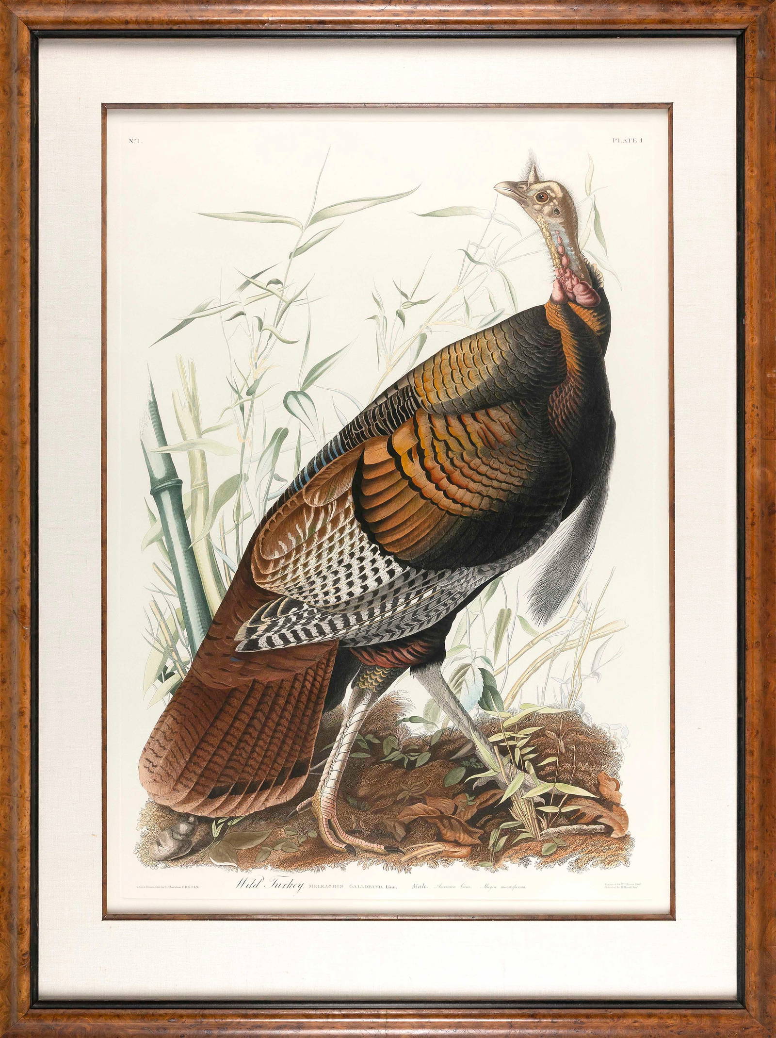 John James Laforest Audubon (new York/france, 1785-1851), "wild Turkey ...