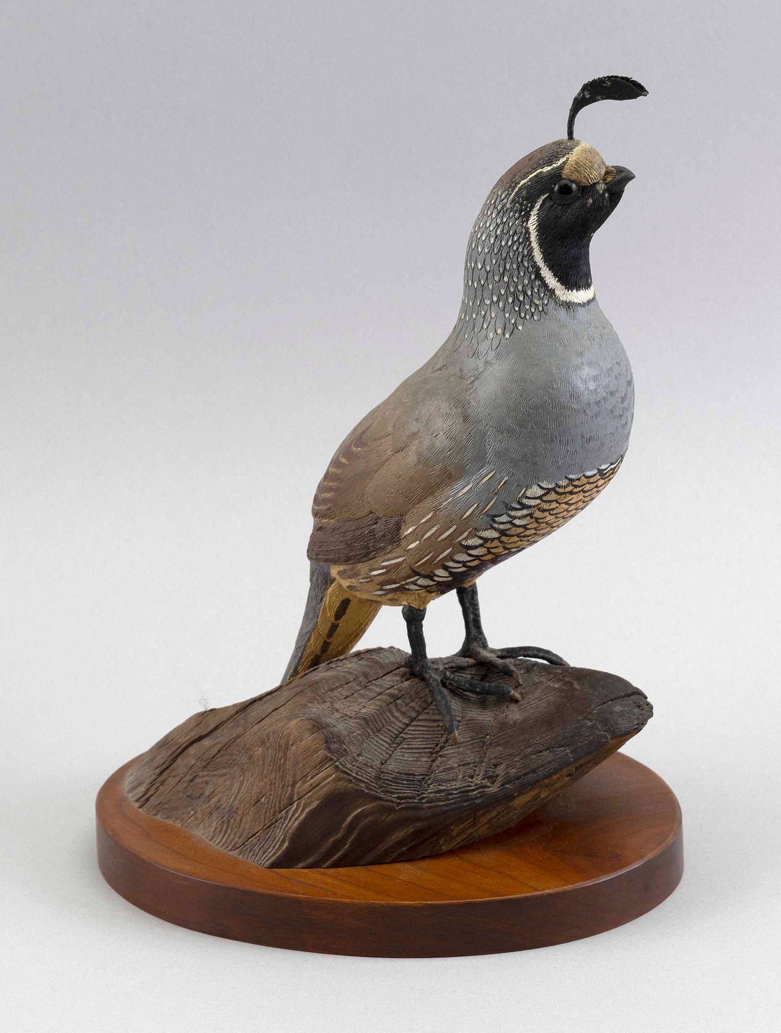 Robert And Virginia Warfield Life-size California Quail Jaffrey, New ...