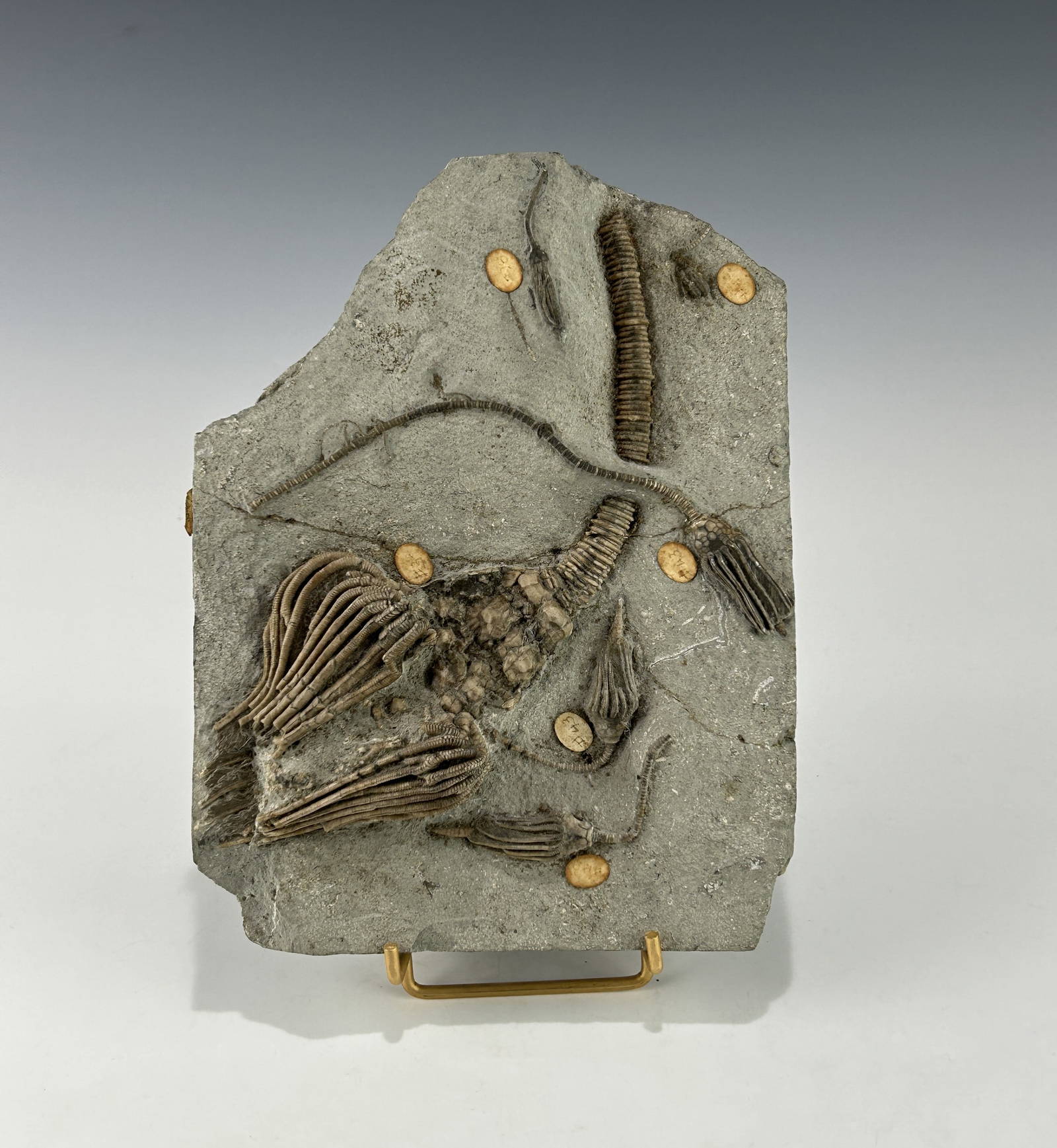 Gibson Rocks, Minerals & Fossils for Sale at Auction