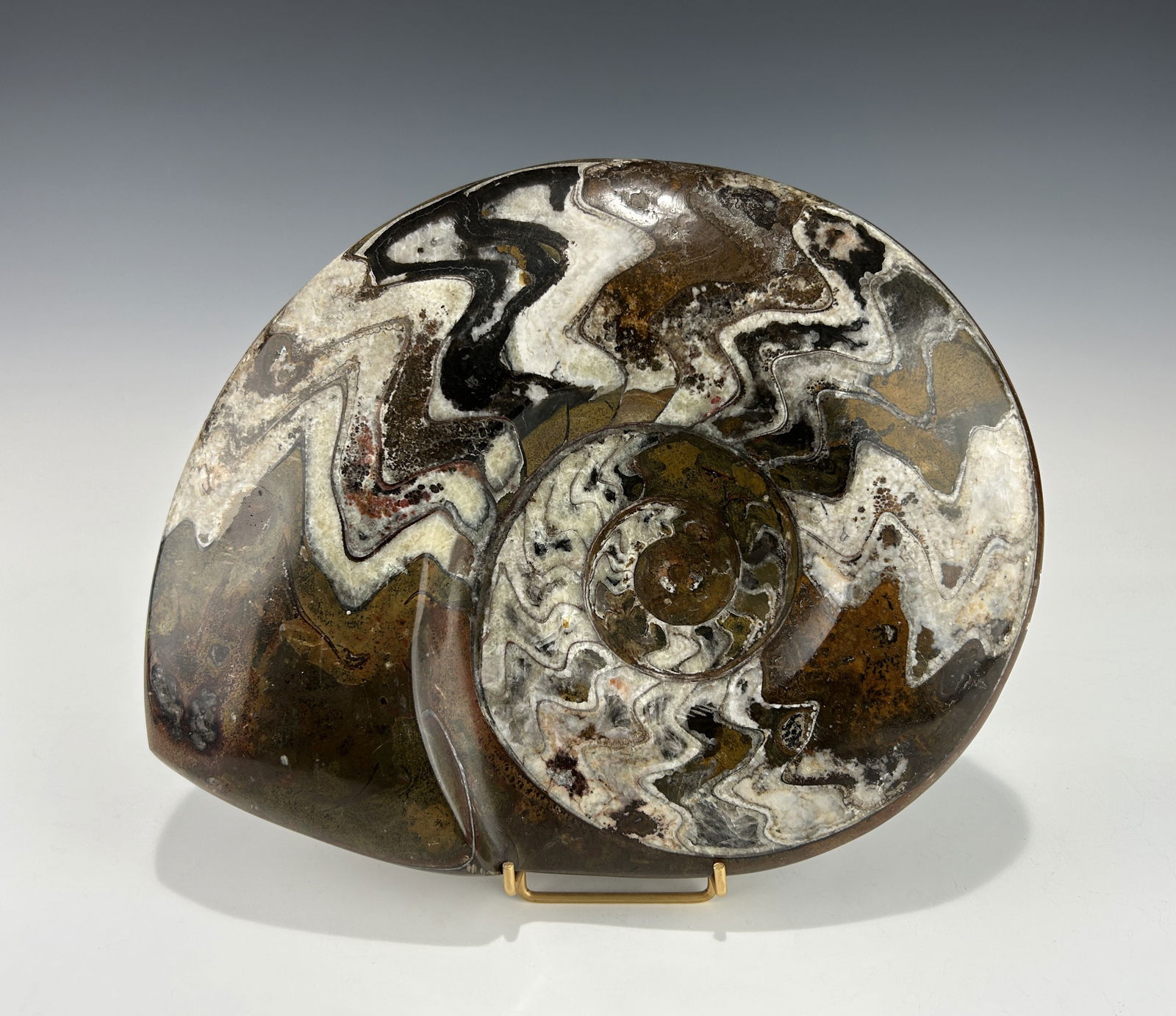 A Beautiful Large Polished Fossilized Devonian Period Goniatites ...