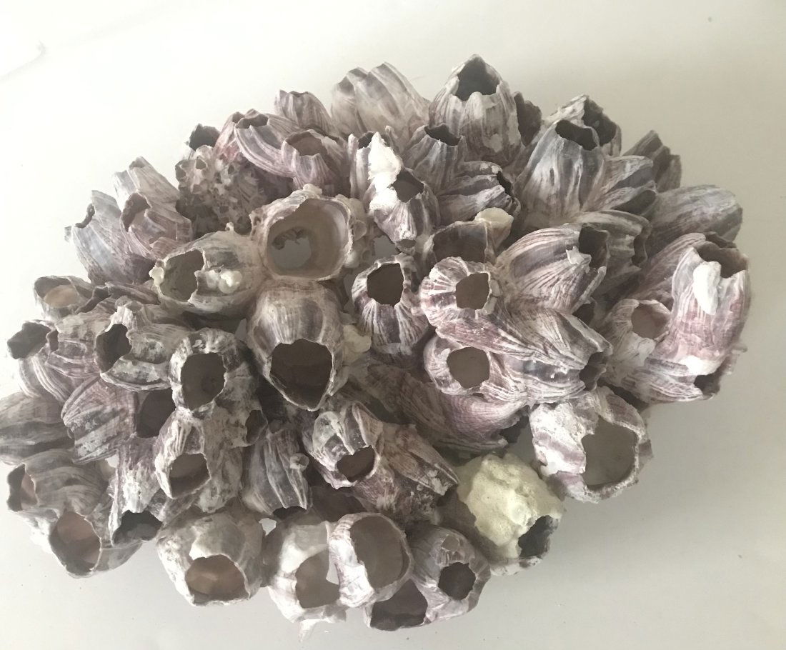 Barnacle Sea Shell Cluster