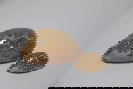 Cowrie Shells Auction