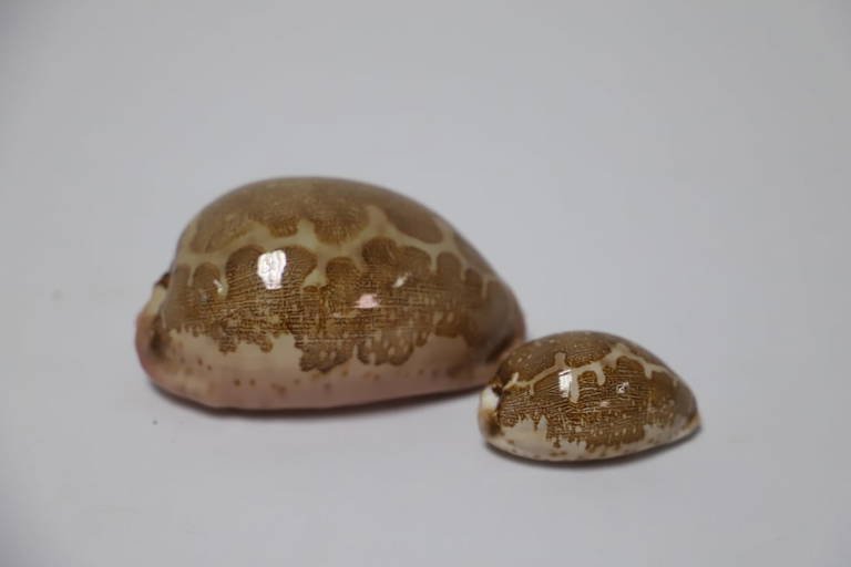 Cowrie Shells