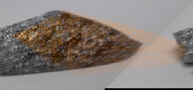 Glory Of The Sea Cone Shell