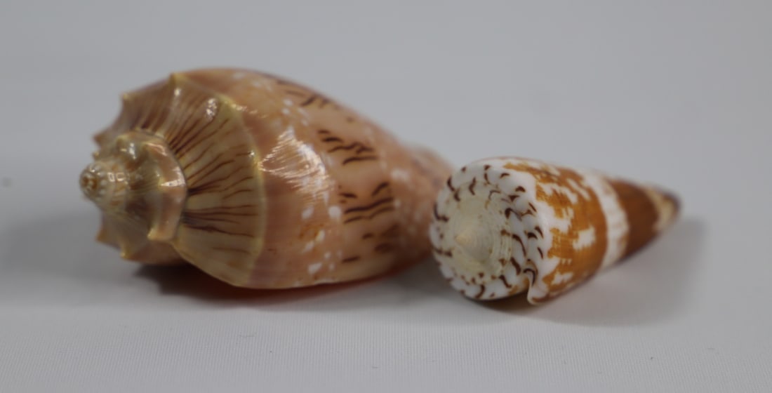 Volute And Cone Shells