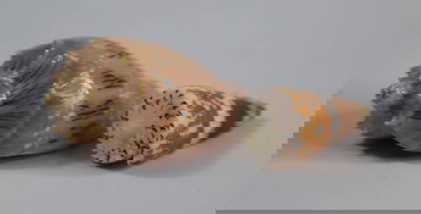 Volute And Cone Shells