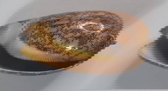 Tent Olive Cone Shell