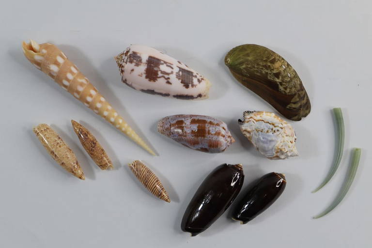 Seashell Specimens