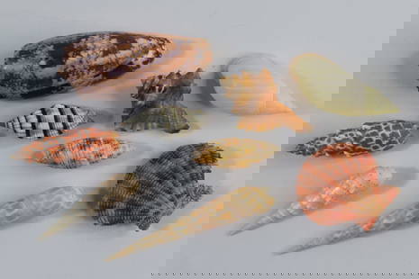 Seashell Specimens