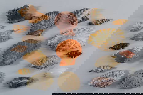 Volute And Cone Shells