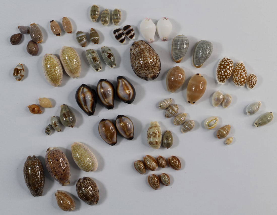 Cowrie Shells Auction