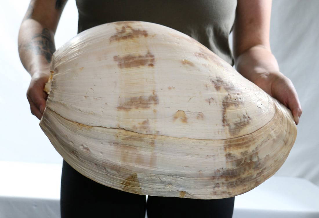 Melo Amphora Shell Auction