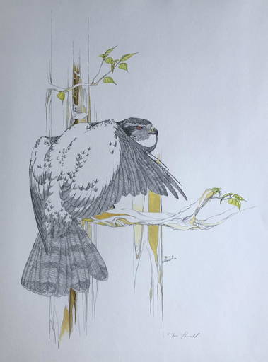 Peter Parnall "goshawk" Signed Lithograph Le