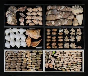 Glory Of The Sea Cone Shell