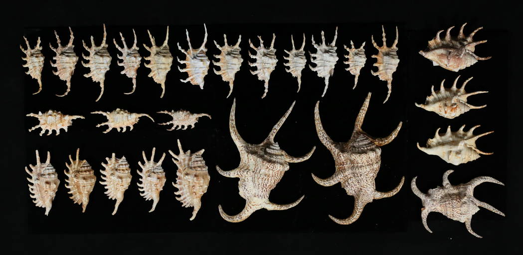 Spider Conch Shells