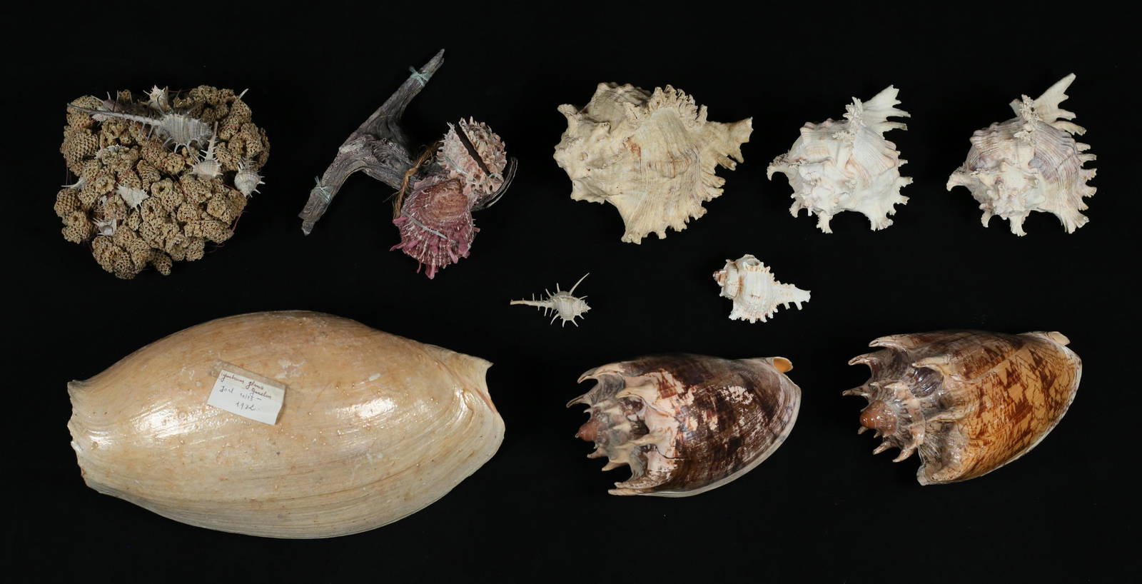 Large Group Of Sea Shells Oysters Murex Sponge Auction