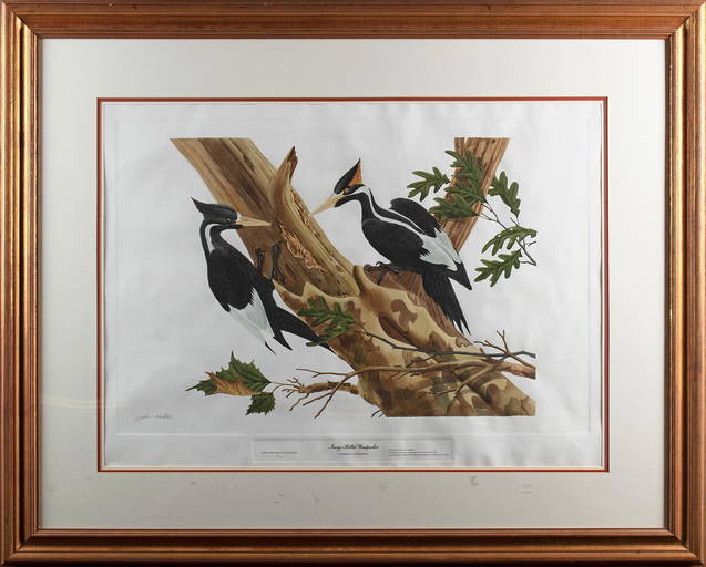 Ivory Billed Woodpecker Engraving By John Ruthven (1924 2020)