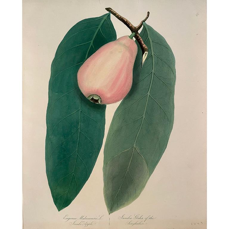 Eugenia Malaccensis Or Jambo Apple Lithograph On Watermarked J. Whatman ...