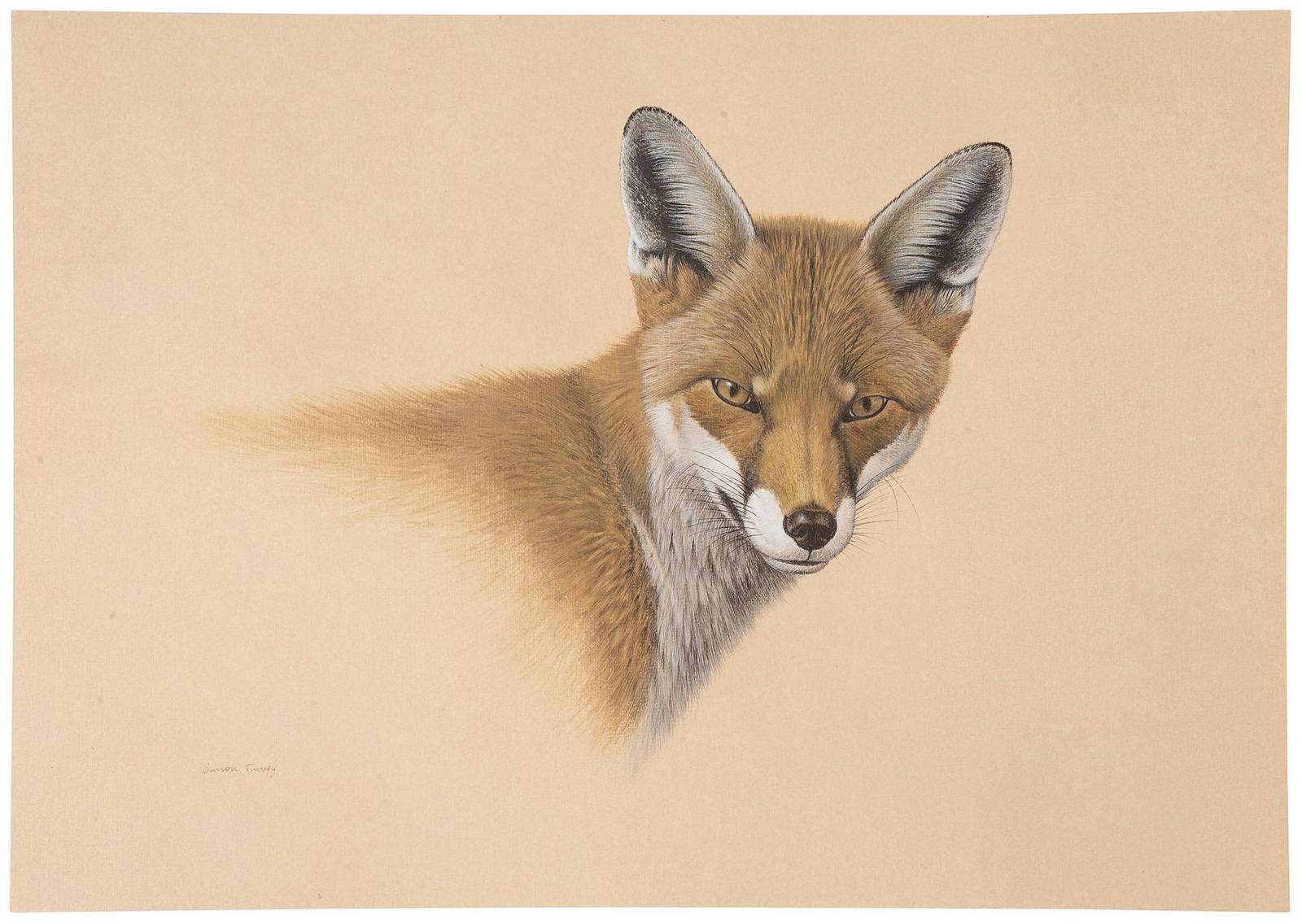 A Gouache On Paper Of A Fox By Simon Turvey Auction