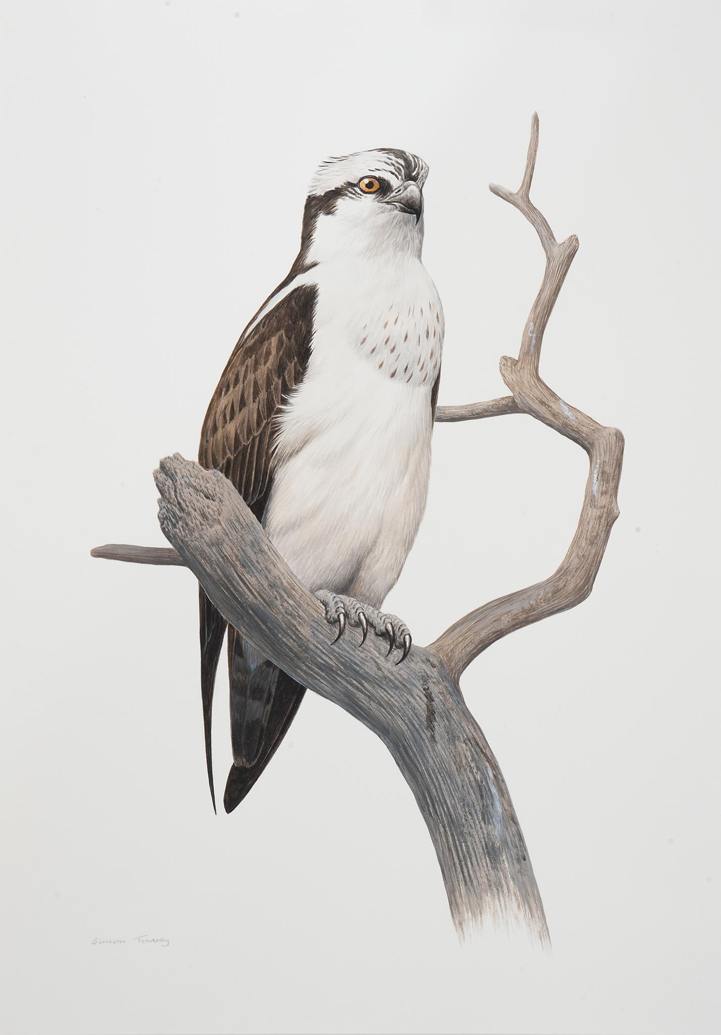An Ornithology Study Of A Falcon By Simon Turvey Auction