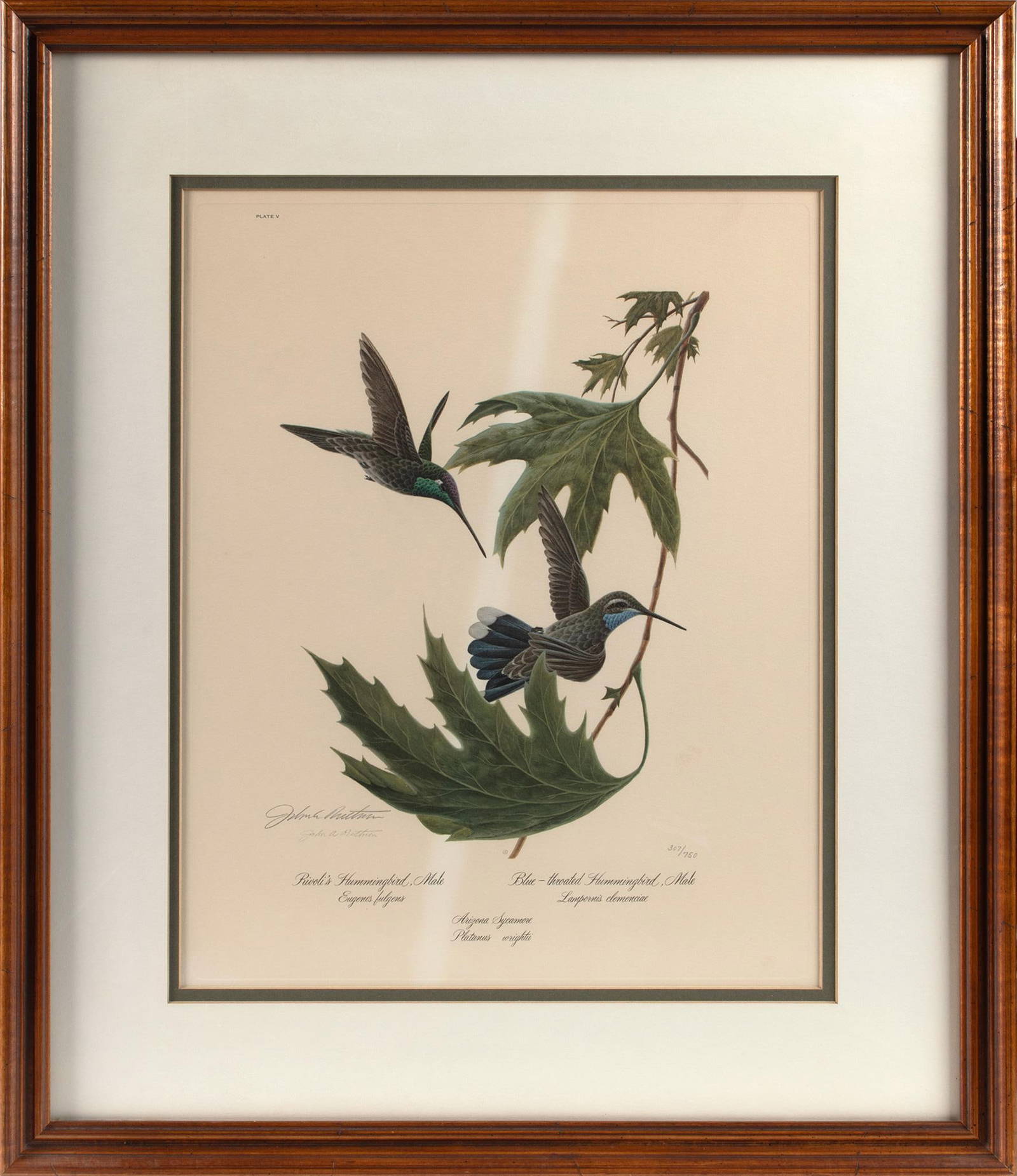 Hummingbird Engraving By John Ruthven (american, 1924-2020) - Oct 27 ...