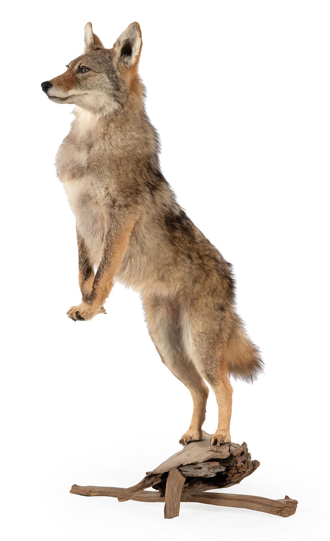 Full Body Coyote Taxidermy Mount Auction