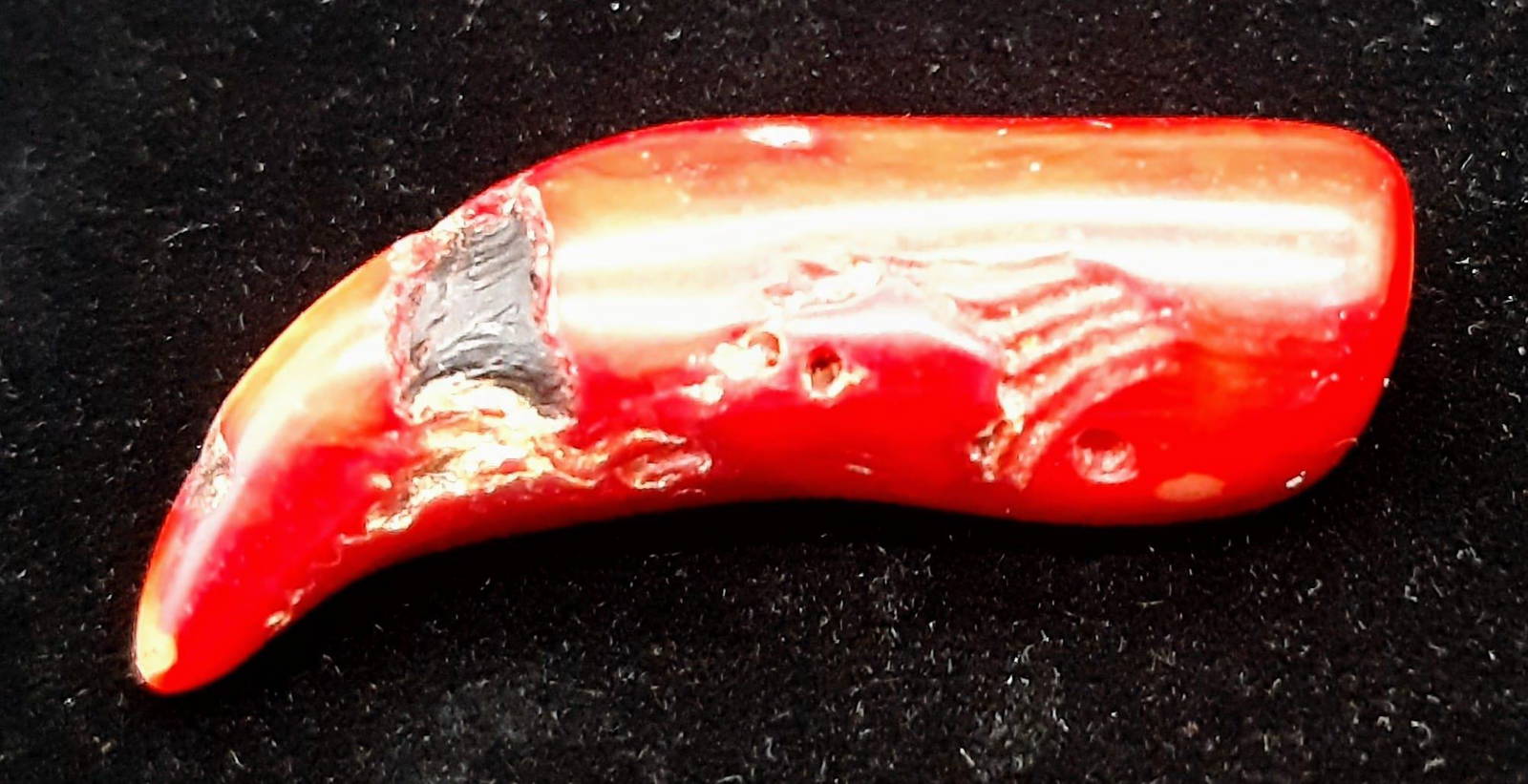 An 28ct Oval Piece Of Natural Bamboo Coral With Natural Inclusions ...