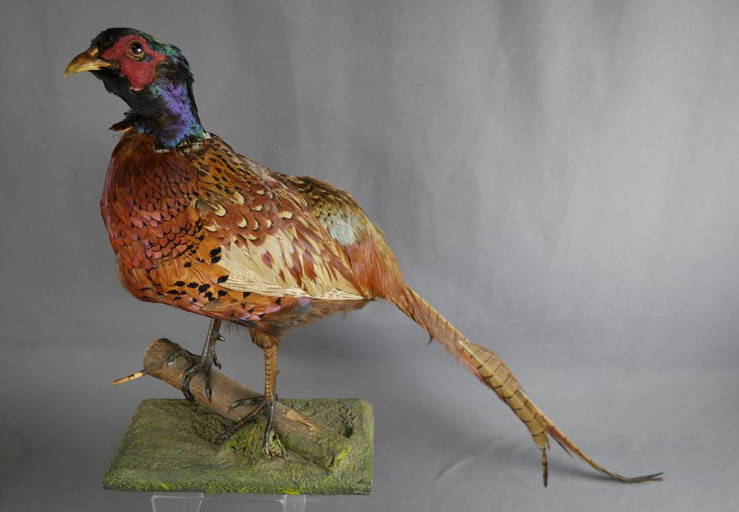 Pheasant Taxidermy Mount Real Stuffed Bird