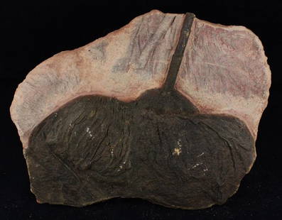 1019g Rare Scyphocrinites Crinoid Fossil