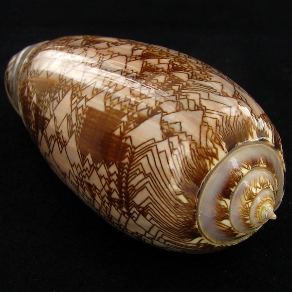 Scarce Collectible Oliva Porphyria Shell
