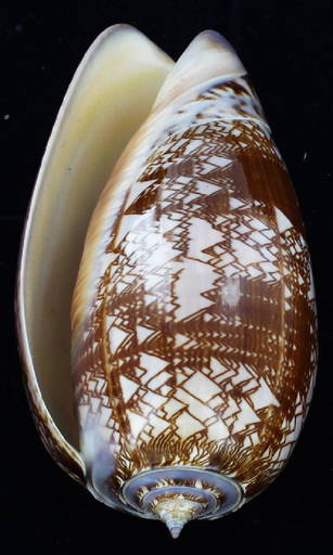 Scarce Collectible Oliva Porphyria Shell