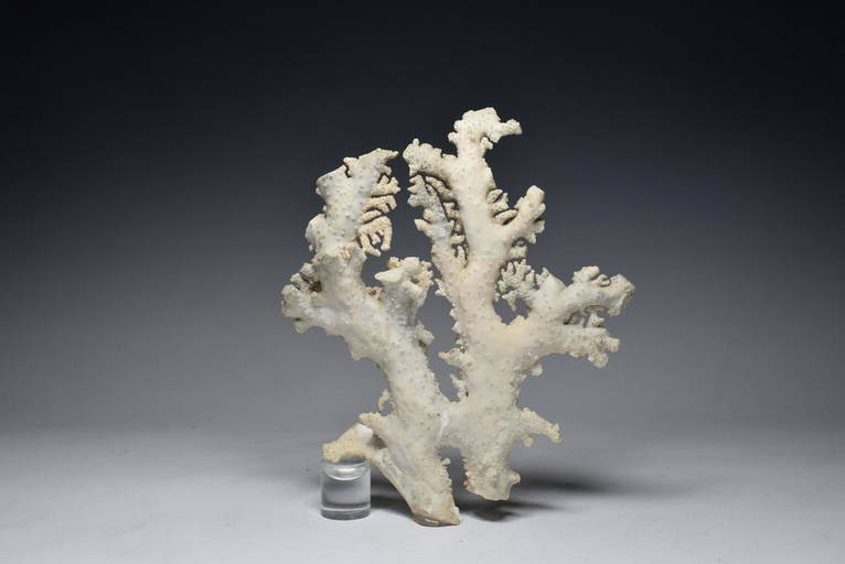 White Coral Branch