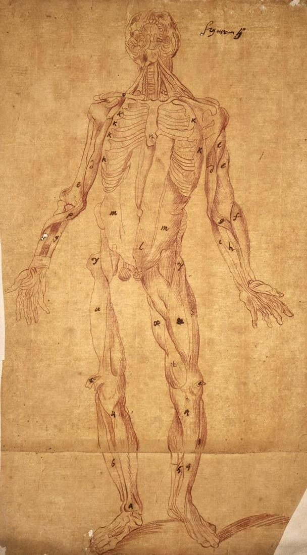 17th C Old Master Anatomical Skeleton Drawing