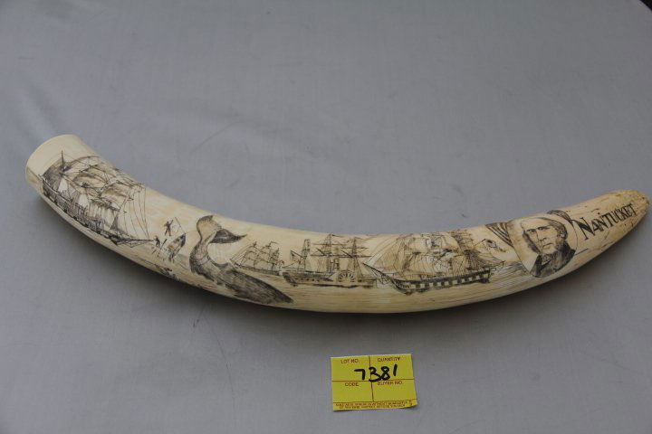 Scrimshaw Authentic Walrus Tusk