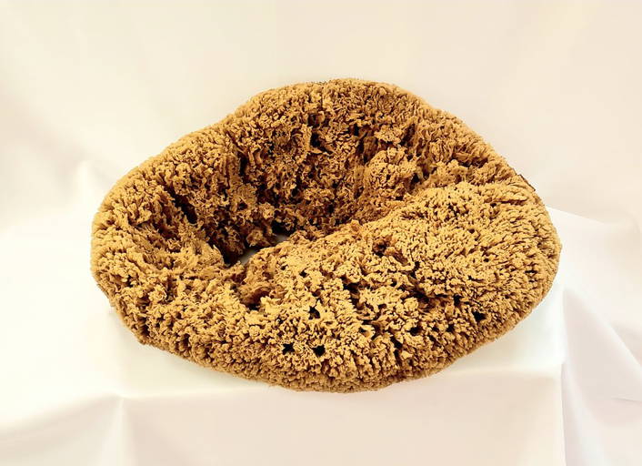 Large Natural Sponge From Key West, Florida