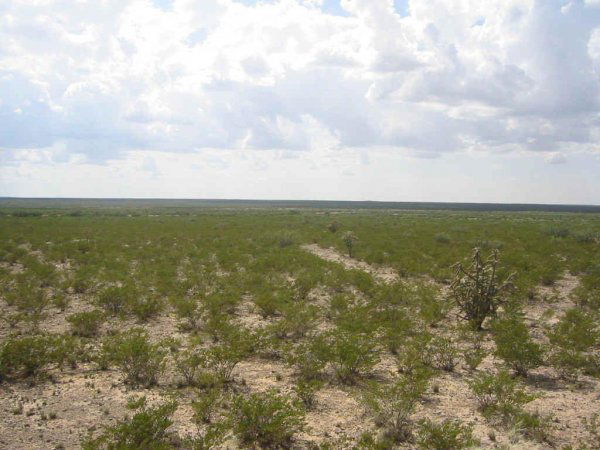 20 ACRES FINLAY MOUNTAINS TEXAS-LOTSALOTS LAND AUCTION